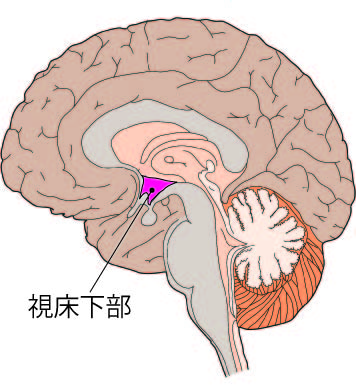 「視床下部」の版間の差分 脳科学辞典