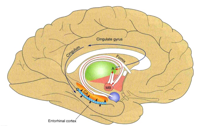 ファイル:図1Papez回路(青・赤矢印)とYakovlev回路（緑矢印).jpg - 脳科学辞典