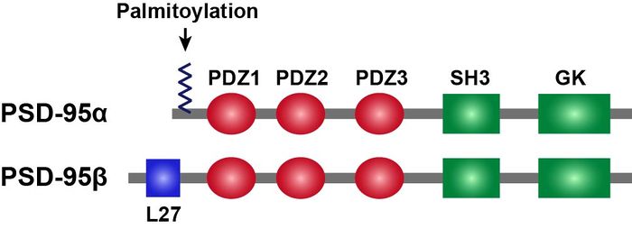 PSD-95 - 脳科学辞典