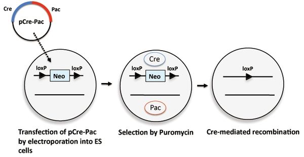 Cre/loxPシステム - 脳科学辞典