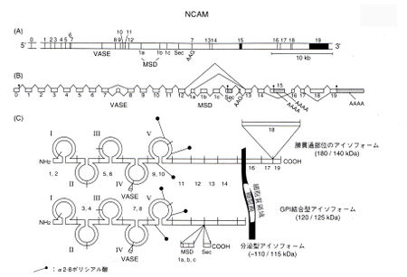 NCAM - 脳科学辞典