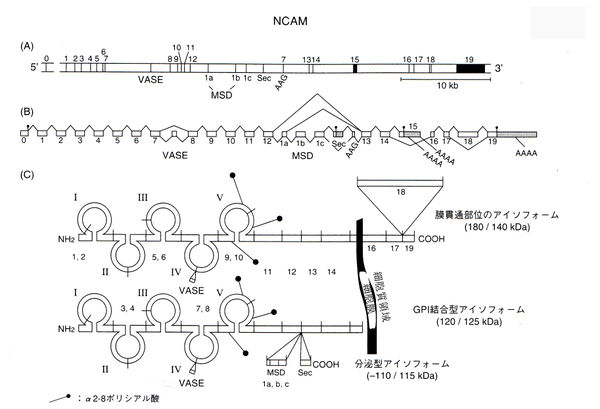 NCAM - 脳科学辞典