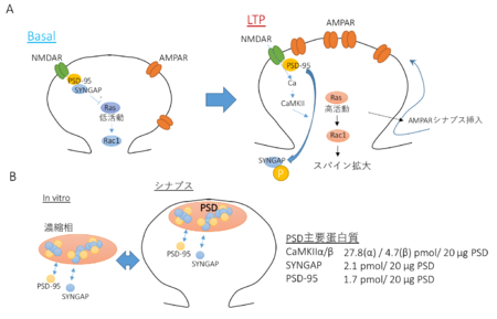 SYNGAP1 - 脳科学辞典