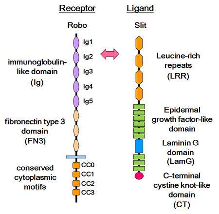 ROBO - 脳科学辞典