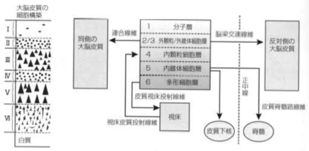 大脳皮質 - 脳科学辞典