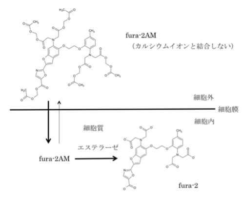 カルシウム指示薬 - 脳科学辞典