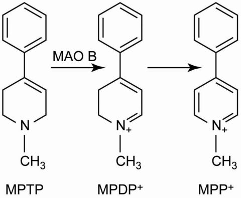 MPTP - 脳科学辞典