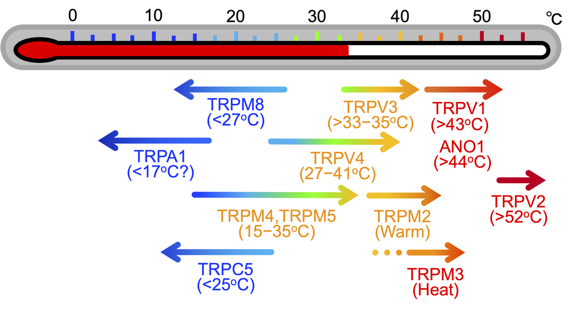 ファイル:Uchida Temperature receptor Fig3.png - 脳科学辞典