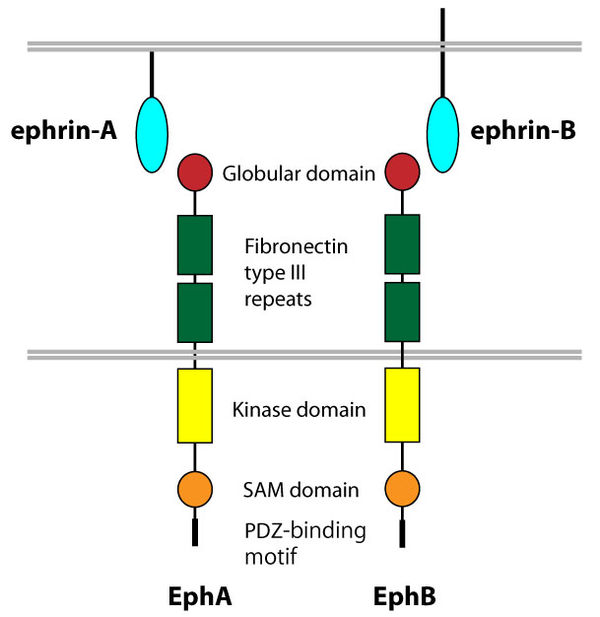Eph受容体 - 脳科学辞典