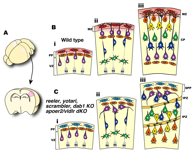 Dab1 - 脳科学辞典