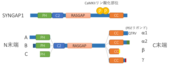 SYNGAP1 - 脳科学辞典