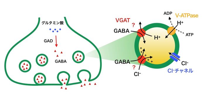 小胞GABAトランスポーター - 脳科学辞典